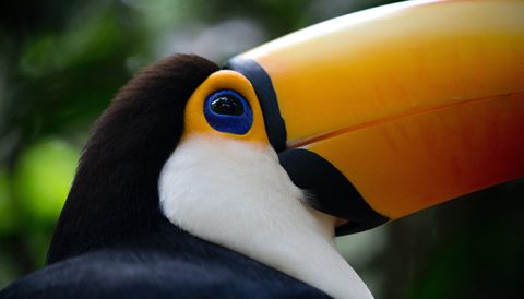 Wildlife Monitoring: Track Bird, Marine & Land Animals, Fish - Argos