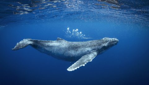 Wildlife Monitoring: Track Bird, Marine & Land Animals, Fish - Argos