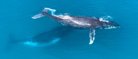 Identifying whale migration routes in the global oceans - Argos