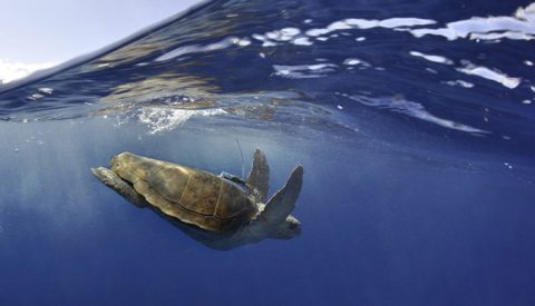 Integrators: Develop New Solutions with Argos Technology