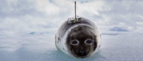 Harp Seal Juveniles Learn On Their Own - Argos