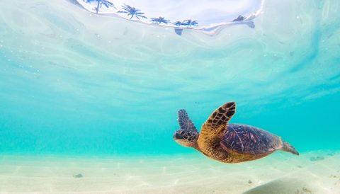 Support: Access Dedicated Content for Integrators & Users - Argos