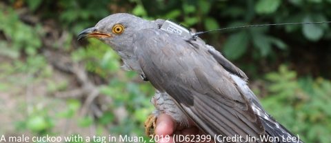 Cuckoos’ migration from South Korea to the South of Africa - Argos