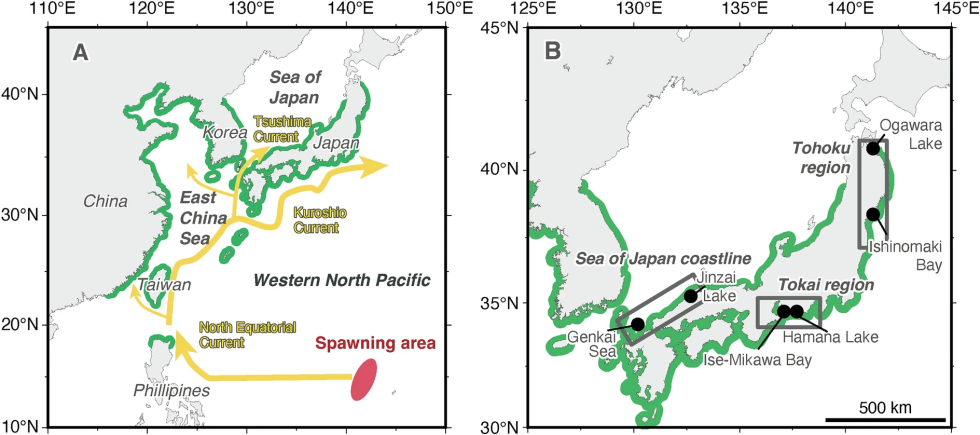 Tracking Japanese eels - Argos
