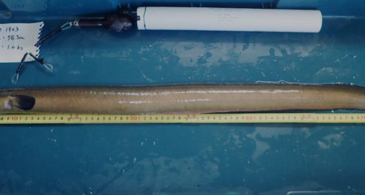 Argos | Worldwide Tracking & Environmental Monitoring by Satellite