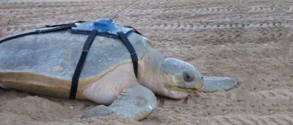 Flatback turtles tracked with Argos to identify foraging areas