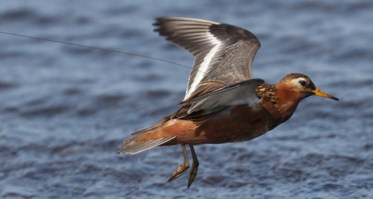 Argos | Worldwide Tracking & Environmental Monitoring by Satellite