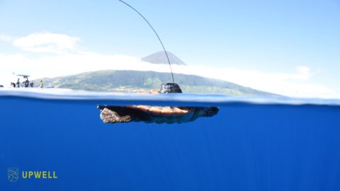 Using Micro-Satellite Tags to Track Tiny Sea Turtles - Argos